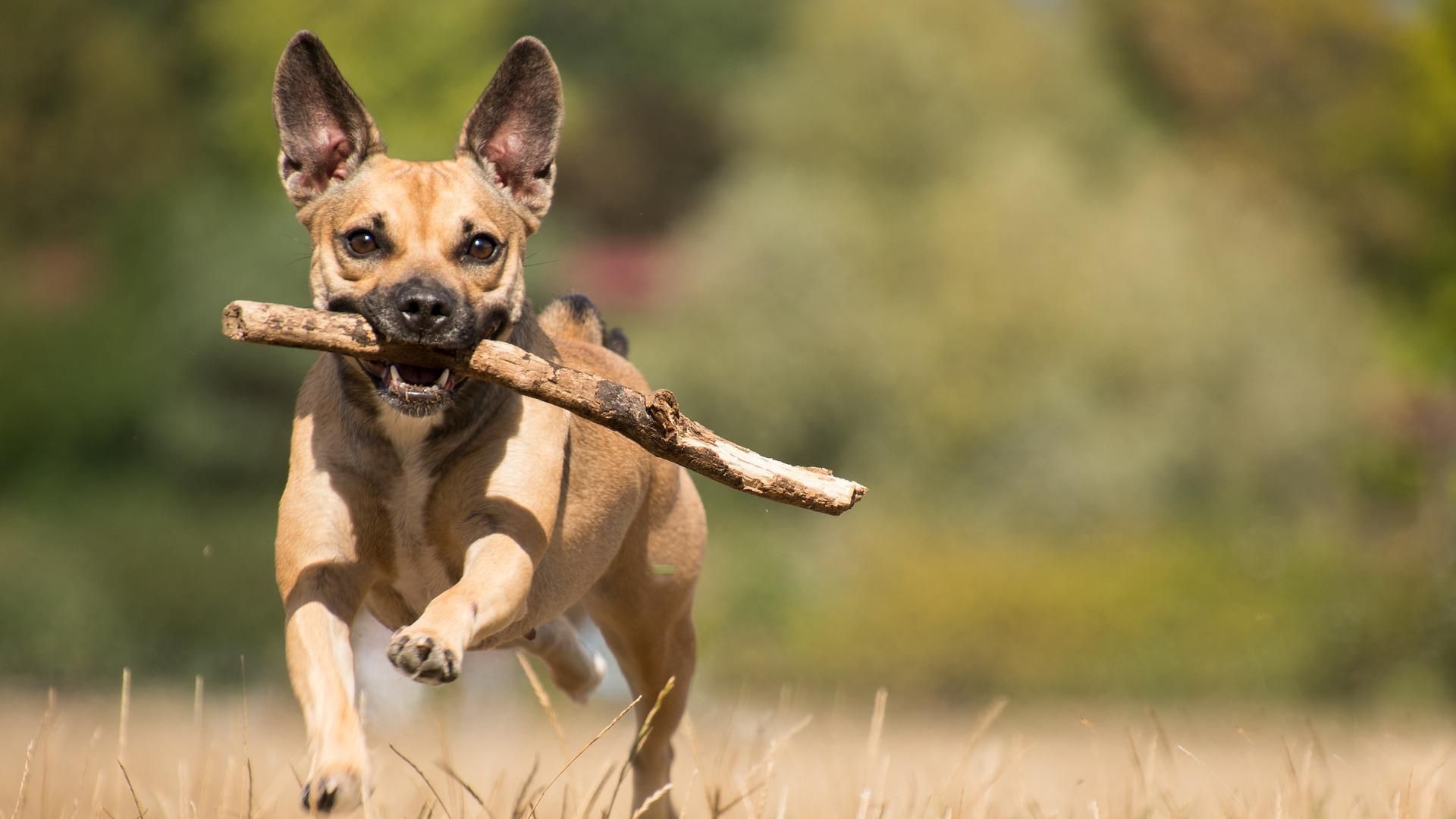 Pet OFA Rads In Payson, UT 84651 | Payson Family Pet Hospital