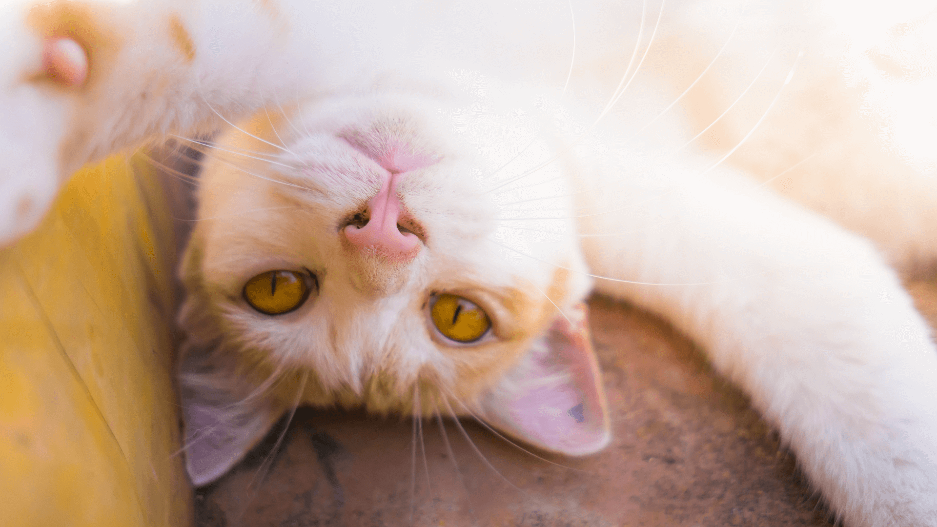 AAHA Accreditation | Payson Family Pet Hospital