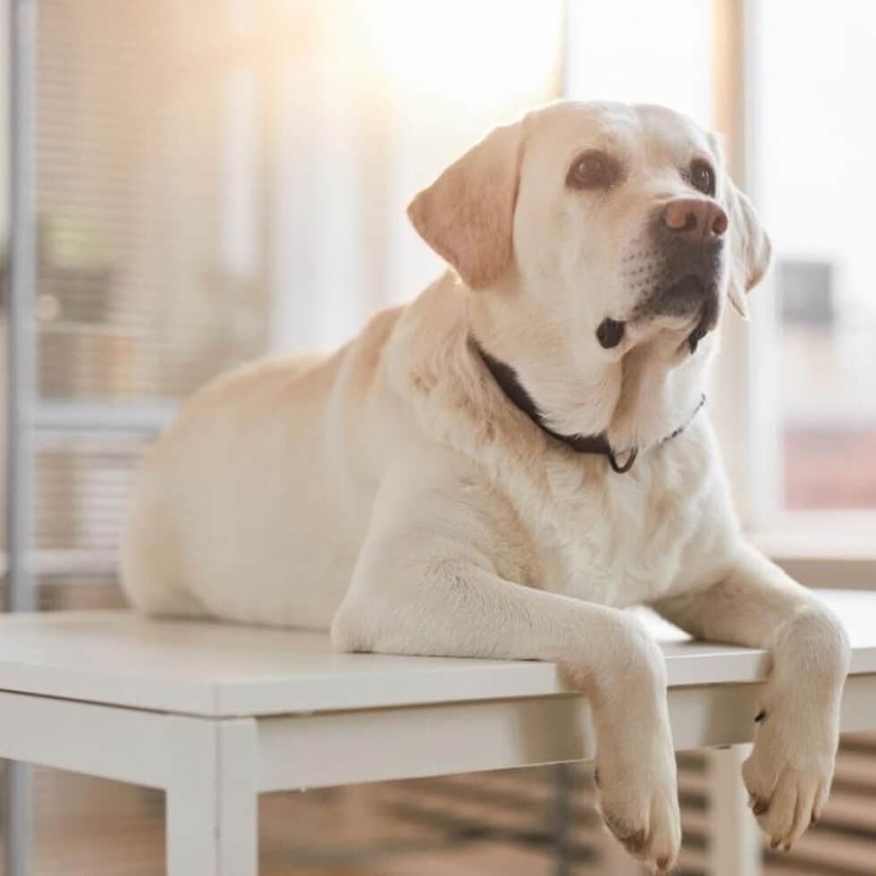 Pet Vaccines/Wellness Care In Payson, UT | Payson Family Pet Hospital